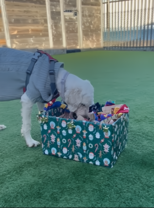 HMP Polmont donate Christmas boxes to dogs in need | Scottish Prison ...